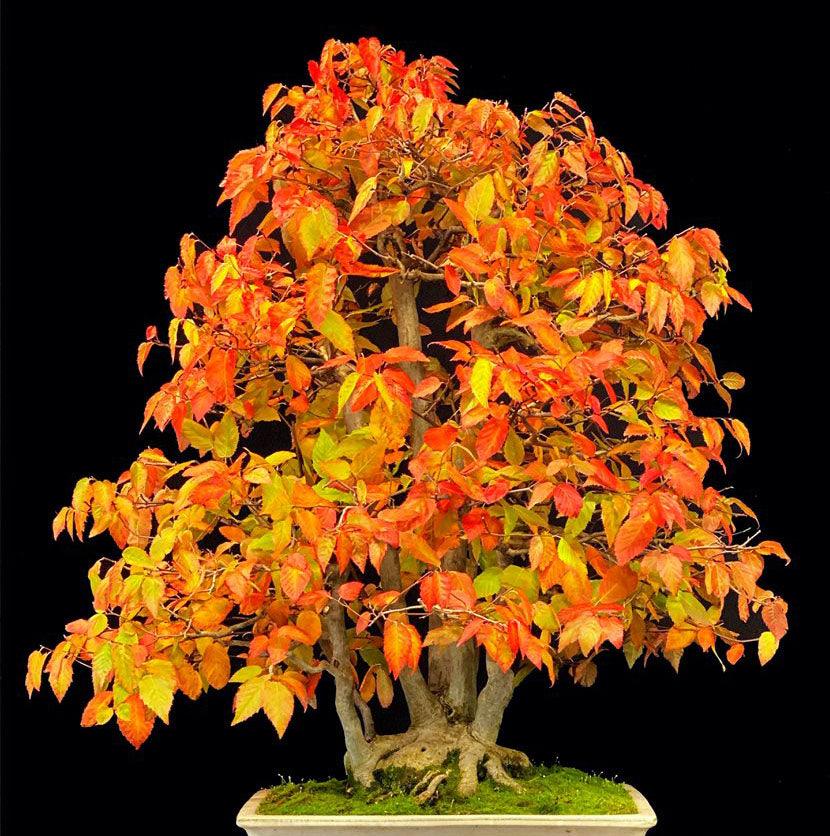 Bill's Bonsai in Full Fall Color - and Three from the Pacific Bonsai M ...