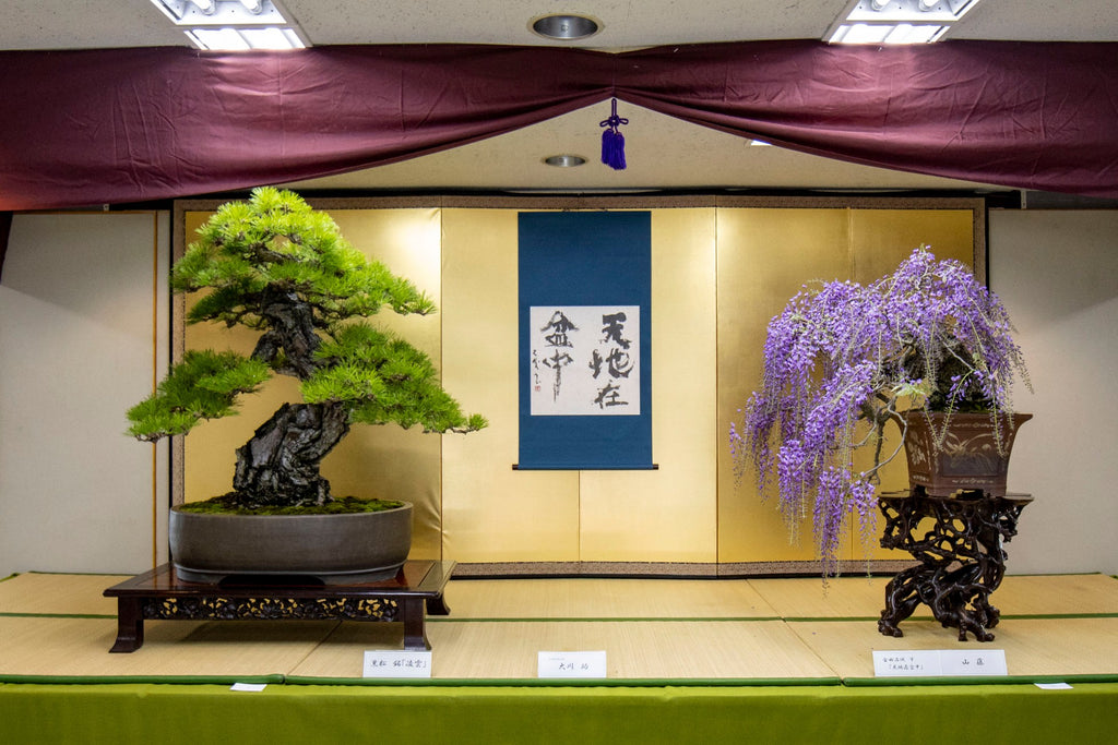 Bonsai Boon in Spring and Autumn – Stone Lantern