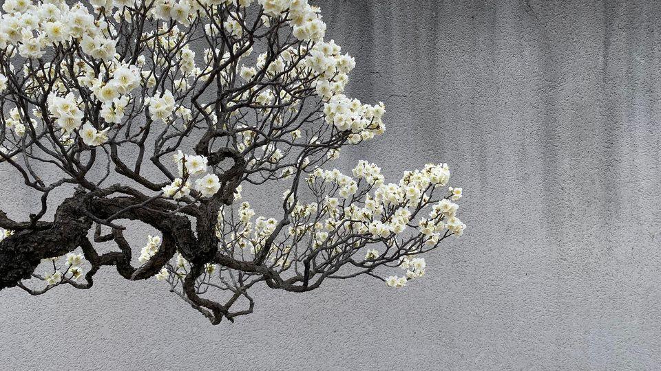 Extreme Bonsai & Other Wonders – Stone Lantern