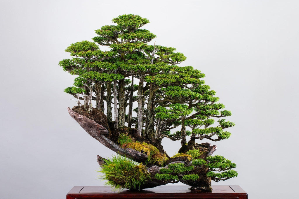 Empire Bonsai's Kimura Masterclass, Reviewed by Michael Hagedorn ...