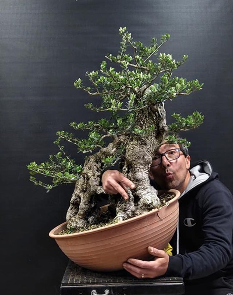 Bonsai with a Sense of Humor – Stone Lantern