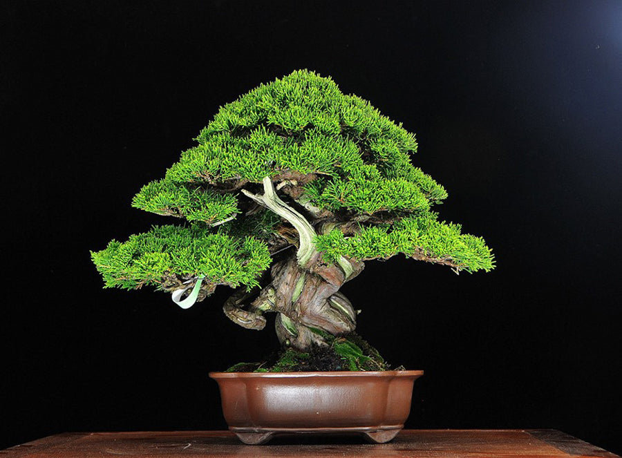Suthin's Shohin Bonsai Gems, plus 1 – Stone Lantern