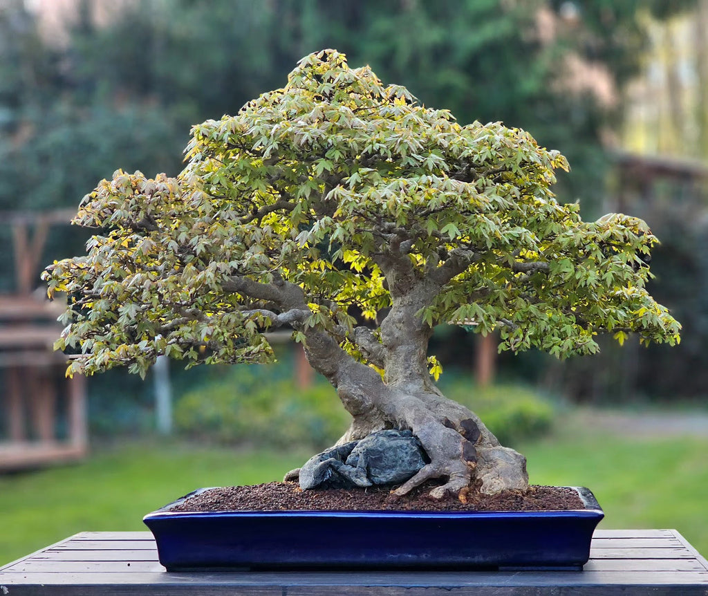 Root swallowing rock – Stone Lantern