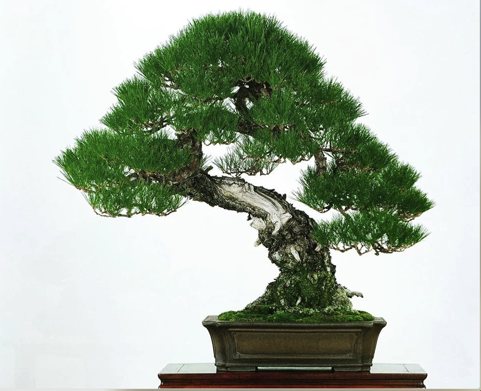 Japanese Red Pine Bonsai - 2019 Kokufu Exposition – Stone Lantern