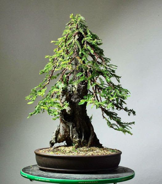 Bonsai Roundup with Bonsai Mirai, Eric Schrader and more – Stone Lantern