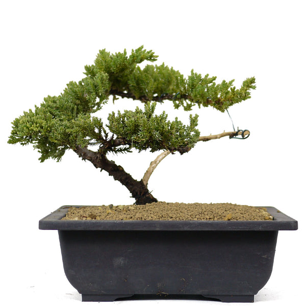 Dwarf Japanese Garden Juniper 11 – Stone Lantern