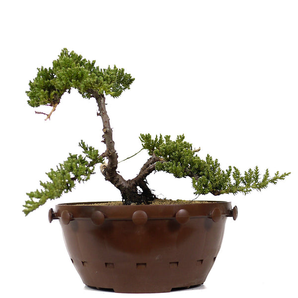 Dwarf Japanese Garden Juniper 28 – Stone Lantern