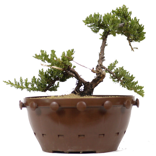 Dwarf Japanese Garden Juniper 28 – Stone Lantern