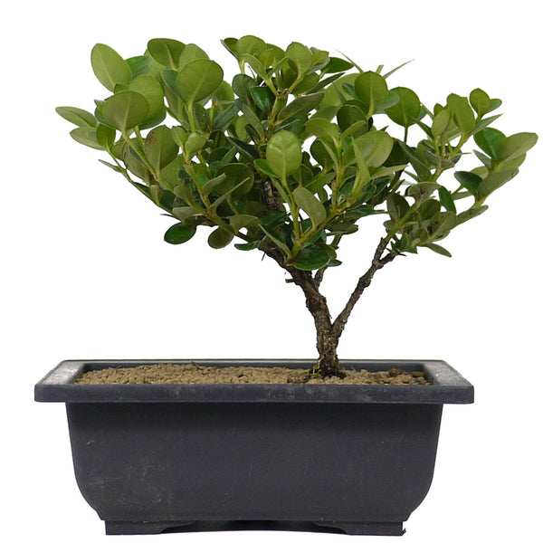 Dwarf Natal Plum 4 – Stone Lantern
