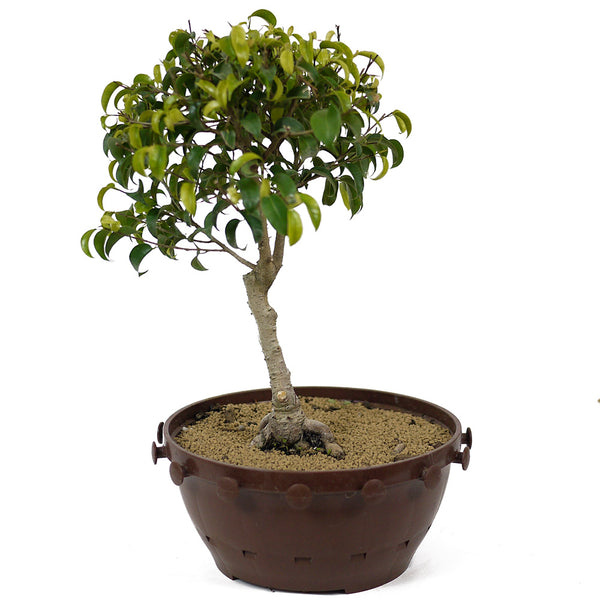 Ficus Too Little Pre-Bonsai D153 – Stone Lantern
